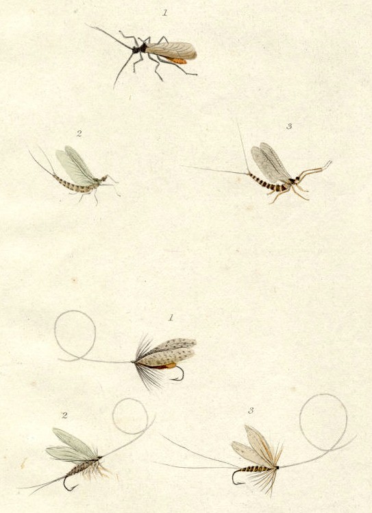 Mayfly week: A brief history of fishing flies | The Freshwater Blog