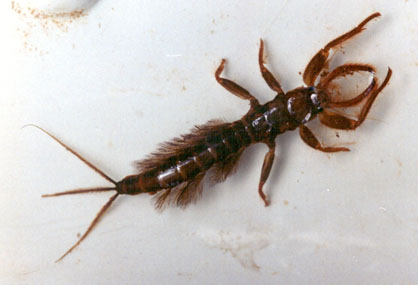 Madagascan mayfly hyper-diversity | The Freshwater Blog