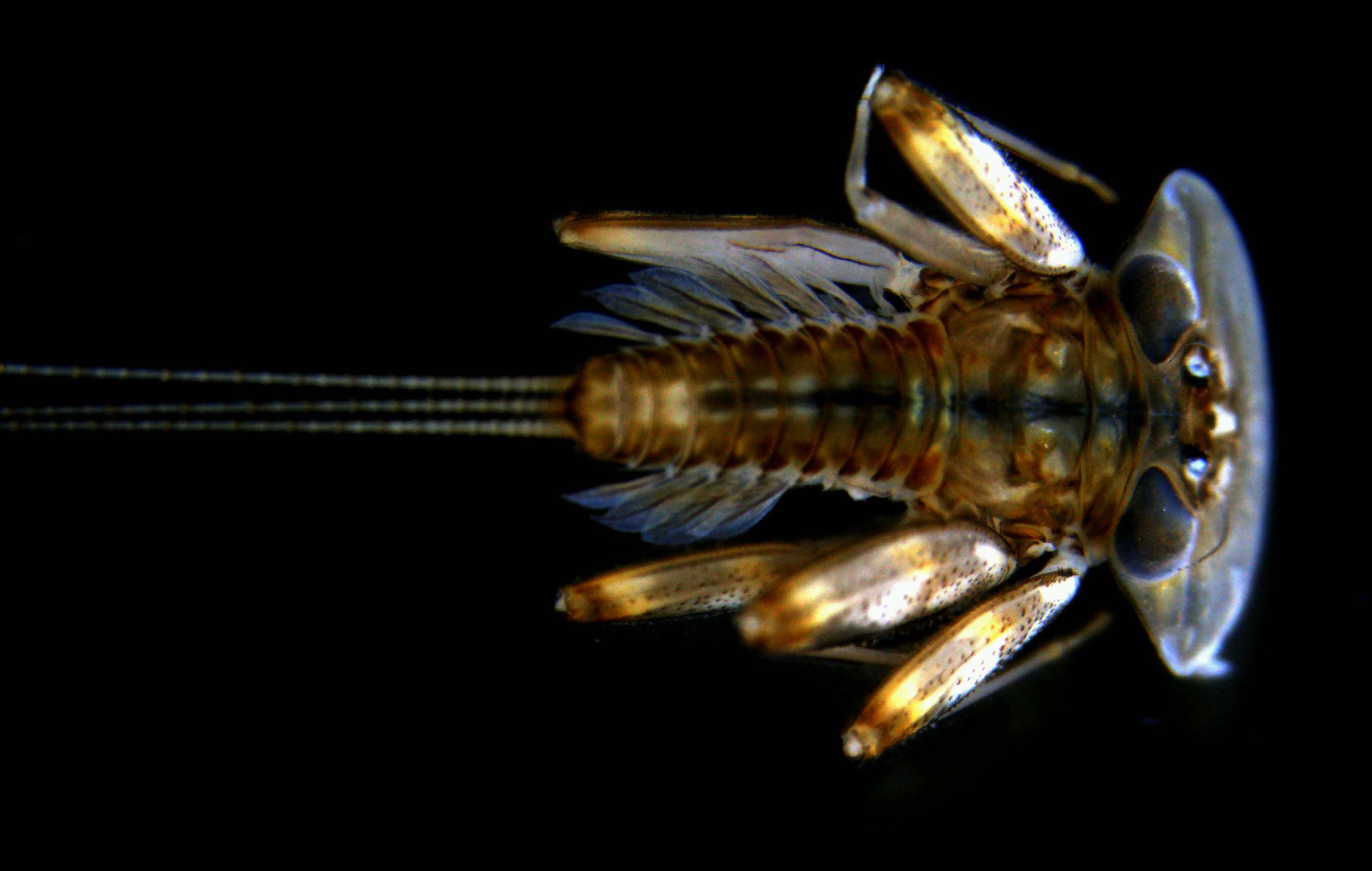 Madagascan mayfly hyper-diversity | The Freshwater Blog