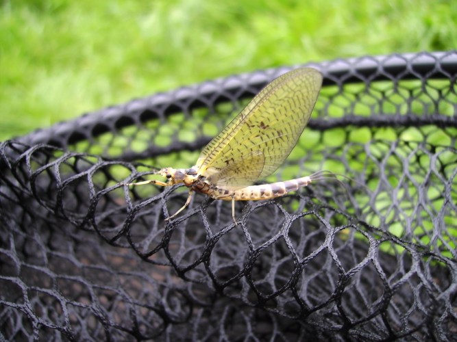 Mayfly in the Classroom: the potential to use the mayfly in engaging ...