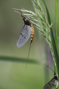 The mayfly’s lifecycle: a fascinating, fleeting story | The Freshwater Blog