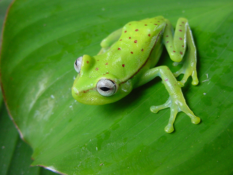 IPBES: a frog in a well? | The Freshwater Blog