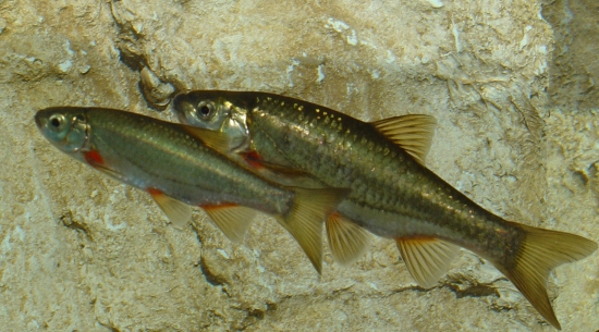 Planning for change: the origin, distribution and conservation of ...