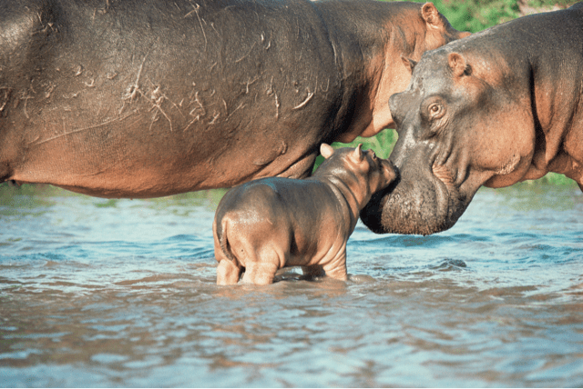 Virguna’s Lake Edward under threat from oil exploration: WWF launches ...