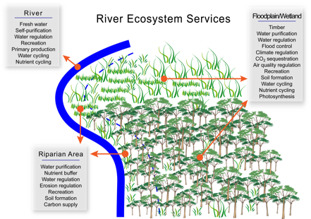 What rivers do for us | The Freshwater Blog