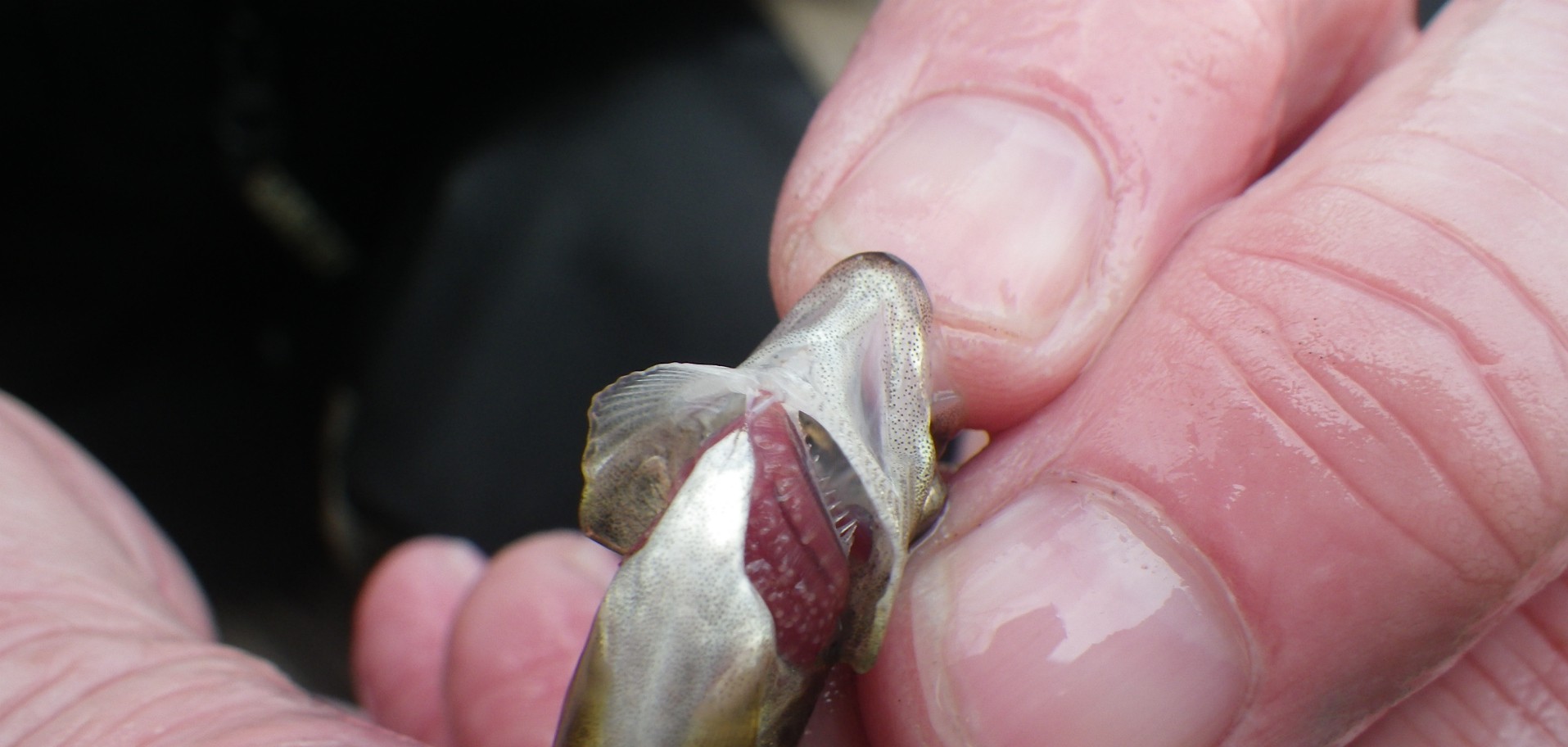 Pearls in Peril | The Freshwater Blog