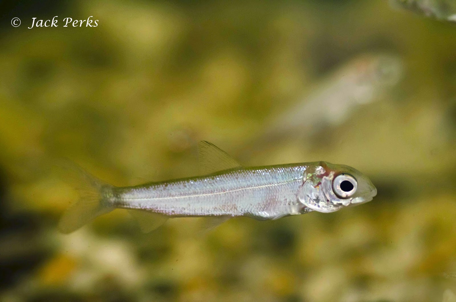Beneath the Waterline: an interview with underwater filmmaker Jack ...