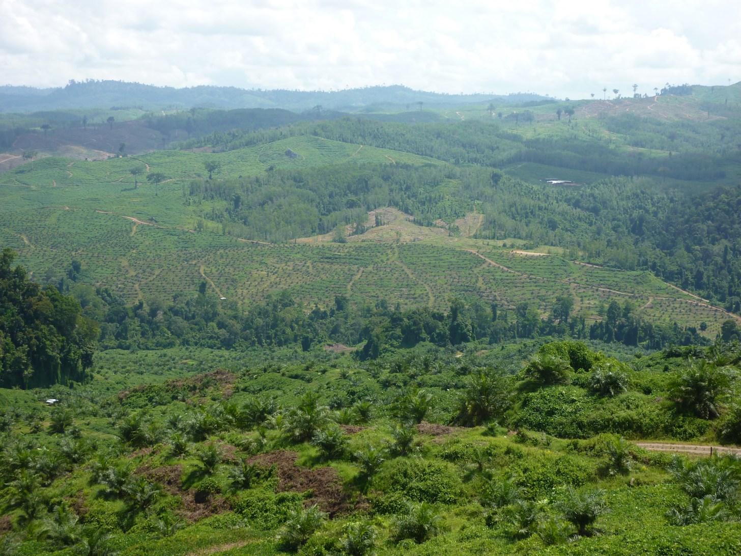 Corridors and buffers: Claudia Gray on riparian zones in Malaysia and ...