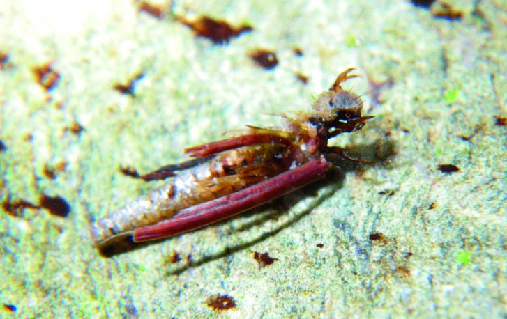 Freshwaterecology.info: an online database for European freshwater ...