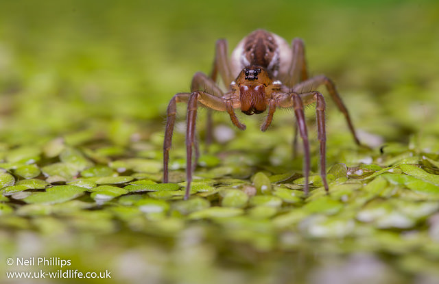Wildlife photographer Neil Phillips captures the curious and beautiful ...