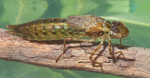 Wildlife photographer Neil Phillips captures the curious and beautiful ...