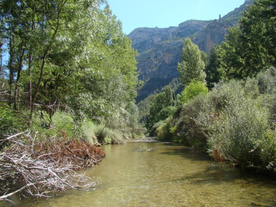 Functional redundancy and how river ecosystems respond to stress | The ...