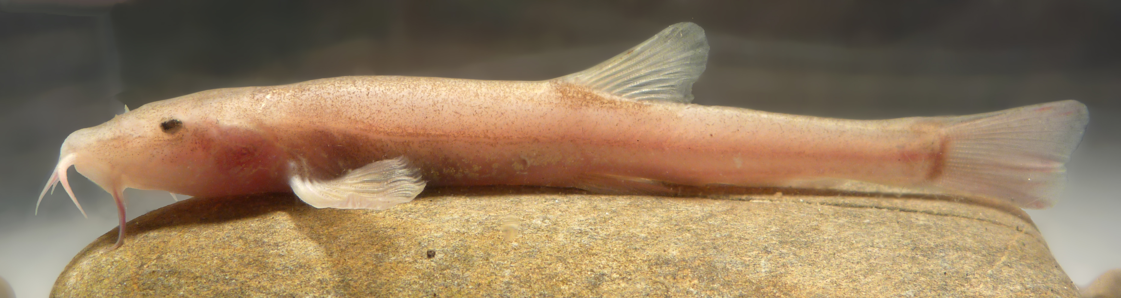 The rapid evolution of Europe’s newly-discovered first cave fish | The ...