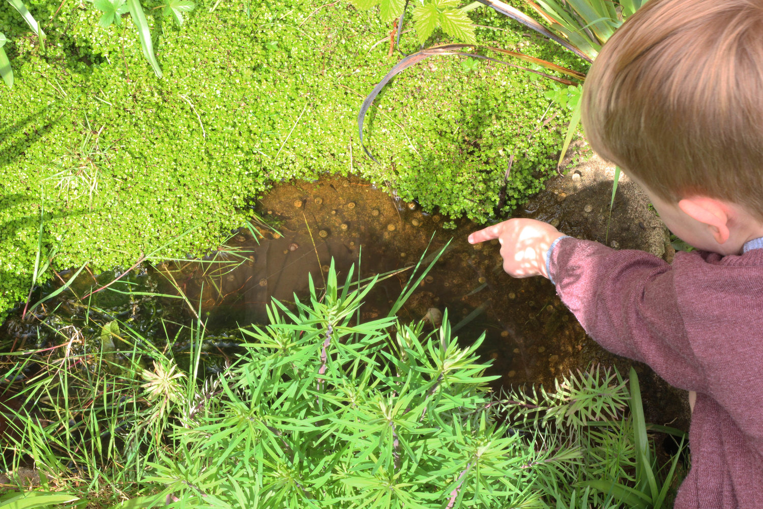 Artecology: new habitats for freshwater art and science | The ...