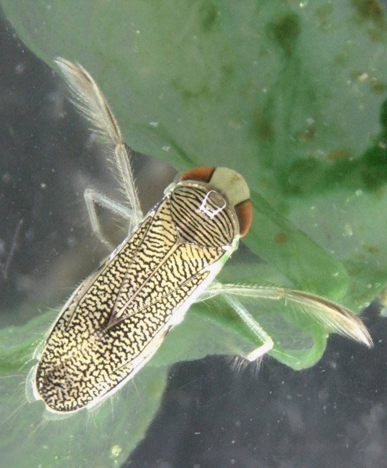 Invasive water boatman alters the coexistence of native species in ...