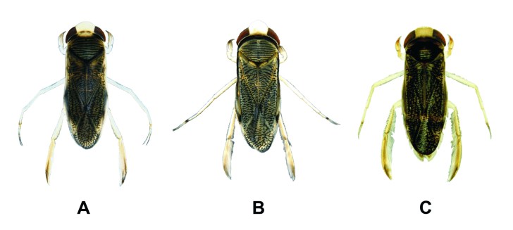 Invasive water boatman alters the coexistence of native species in ...