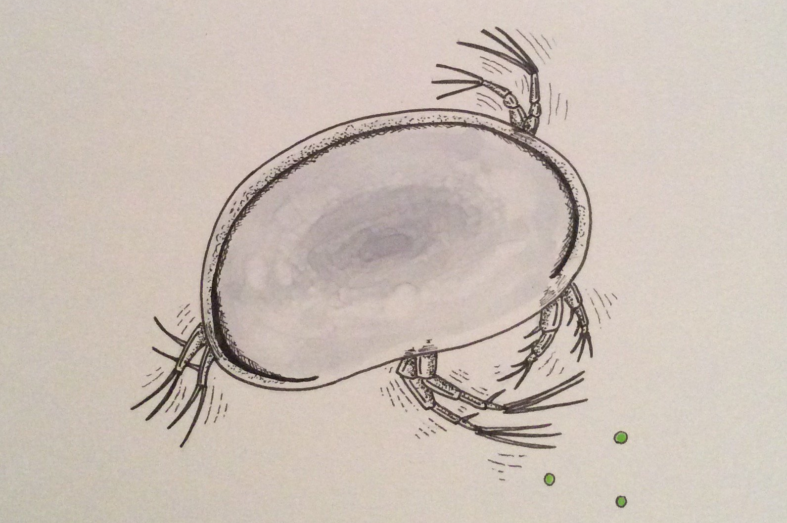 Sketching another world: Stephen Thackeray’s aquatic art/science ...