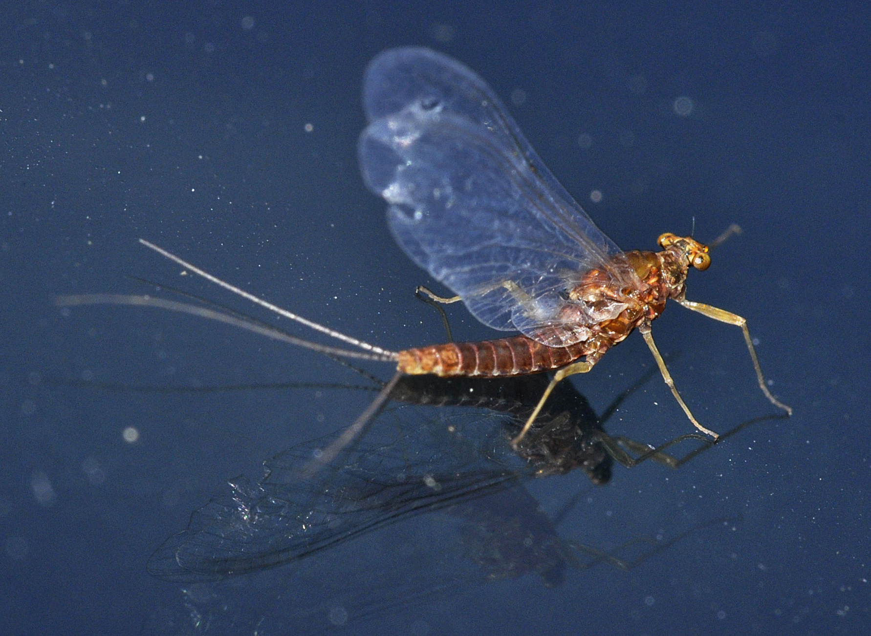 ‘Modest’ fine sediment and phosphate pollution in English rivers causes mortality of up to 80% ...