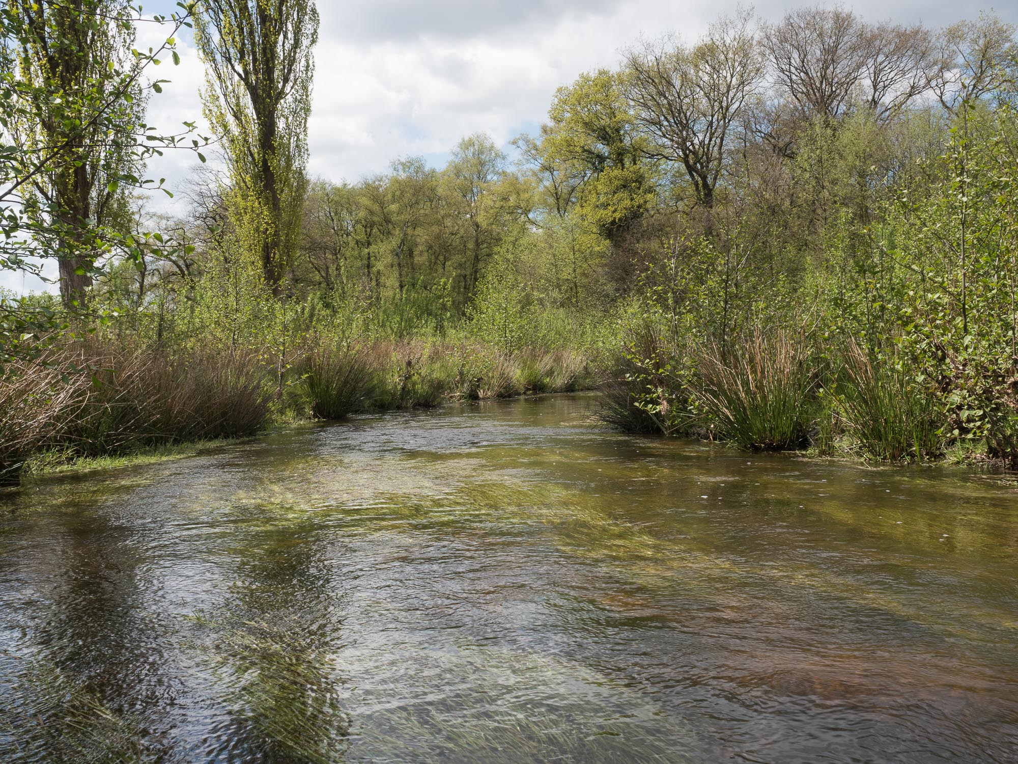 Trust your bank manager: riparian zones to protect and restore rivers ...
