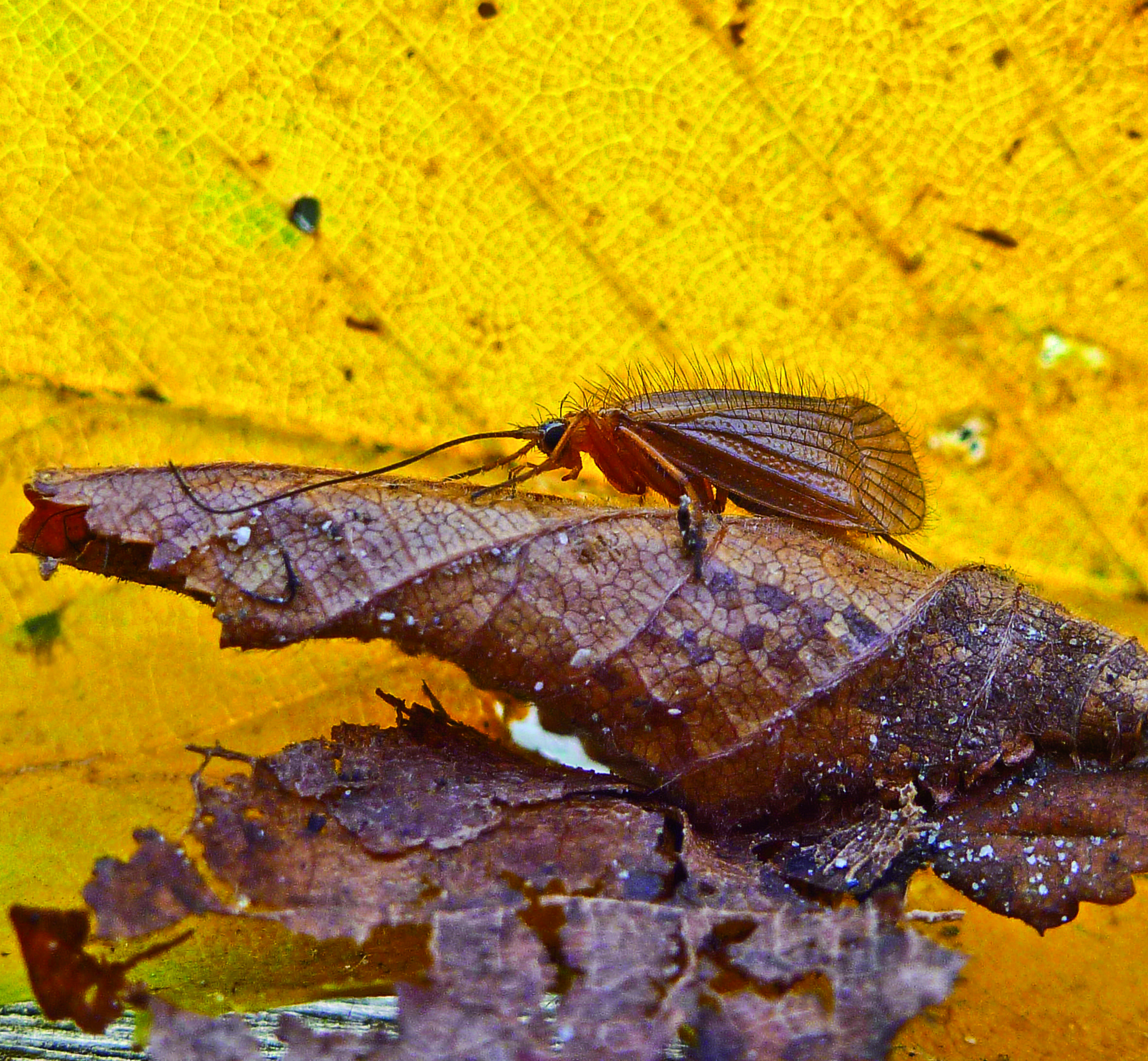 Caddisflies Trichoptera