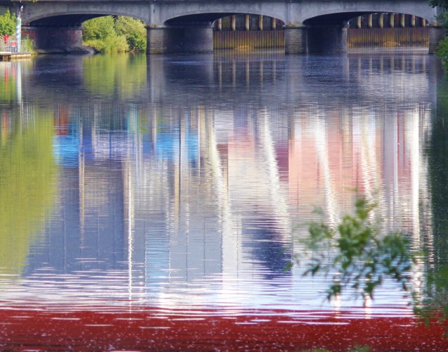 Toxic legacy of historical pollution hinders ecological recovery on ...