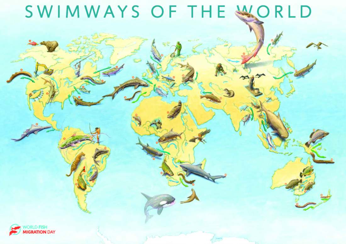 Global Swimways: conserving migratory fish populations | The Freshwater ...