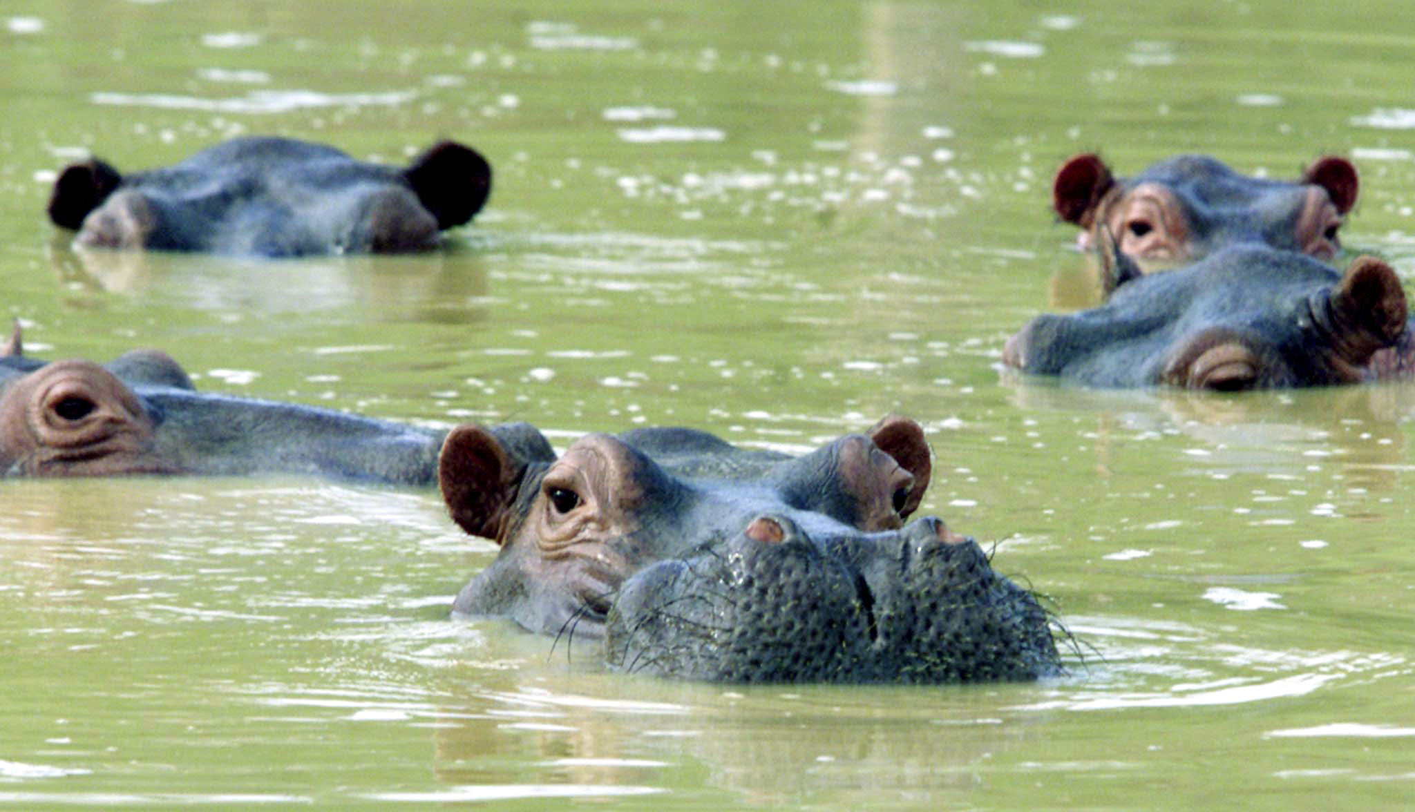 Are Pablo Escobar’s hippos restoring ‘lost’ ecological processes to ...
