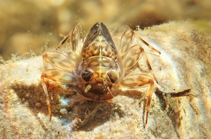 Call for long-term benthic invertebrate data from European streams and ...