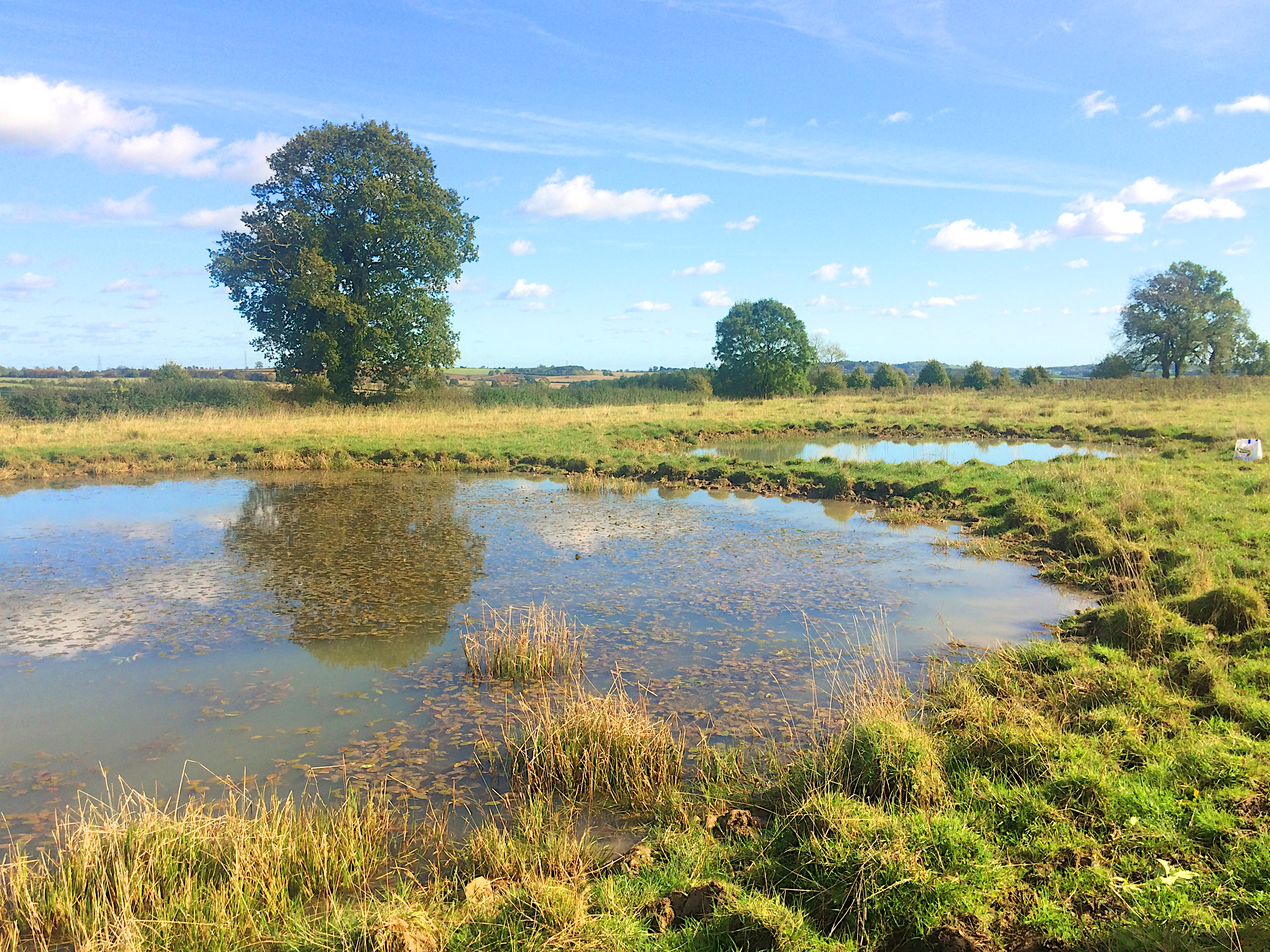 Pond creation boosts biodiversity and rare species in agricultural ...