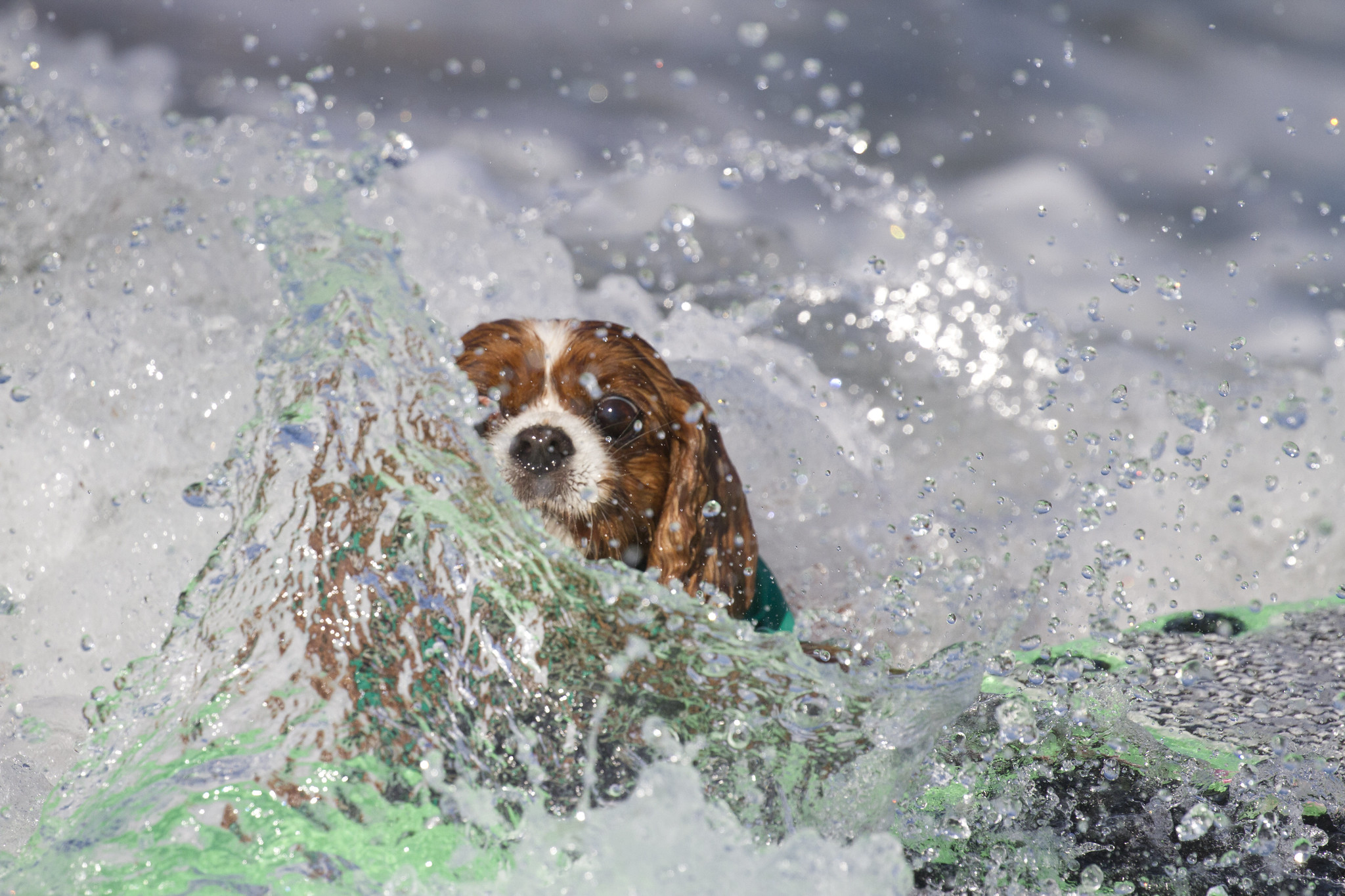 Pet flea treatments cause toxic chemical pollution in English rivers ...