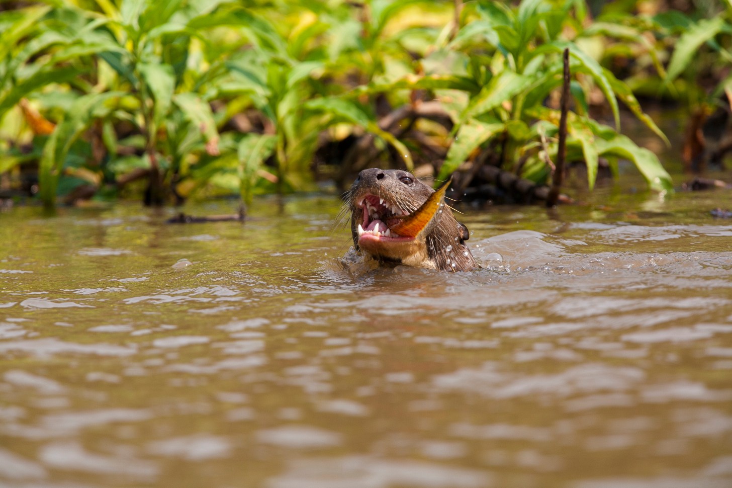 World’s ‘forgotten fishes’ in catastrophic decline | The Freshwater Blog