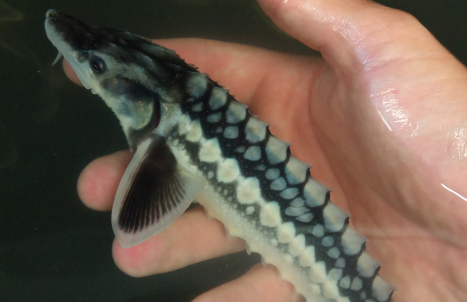 Restoring Danube sturgeon populations through ex-situ conservation ...