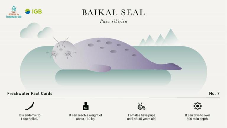 Freshwater Fact Cards: drawing attention to special freshwater species ...