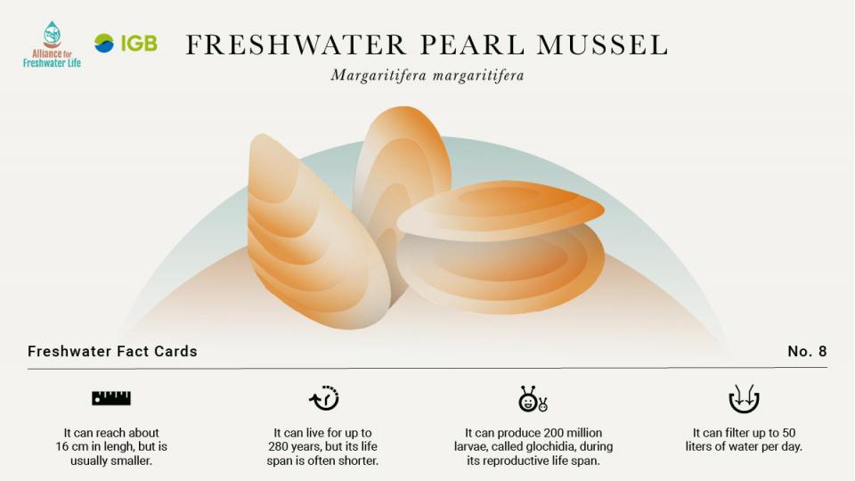 Freshwater Fact Cards: drawing attention to special freshwater species ...