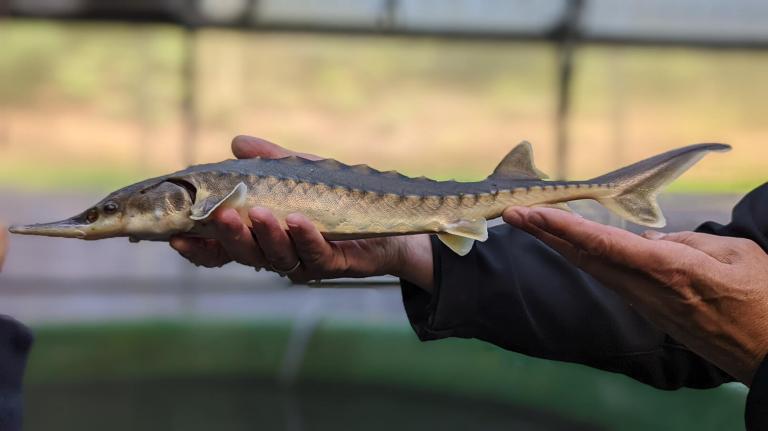 Bringing back the UK’s ‘royal’ fish from the brink of extinction | The ...