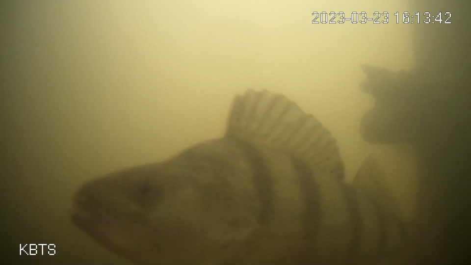 Ringing the doorbell to help fish migration in the Netherlands | The ...