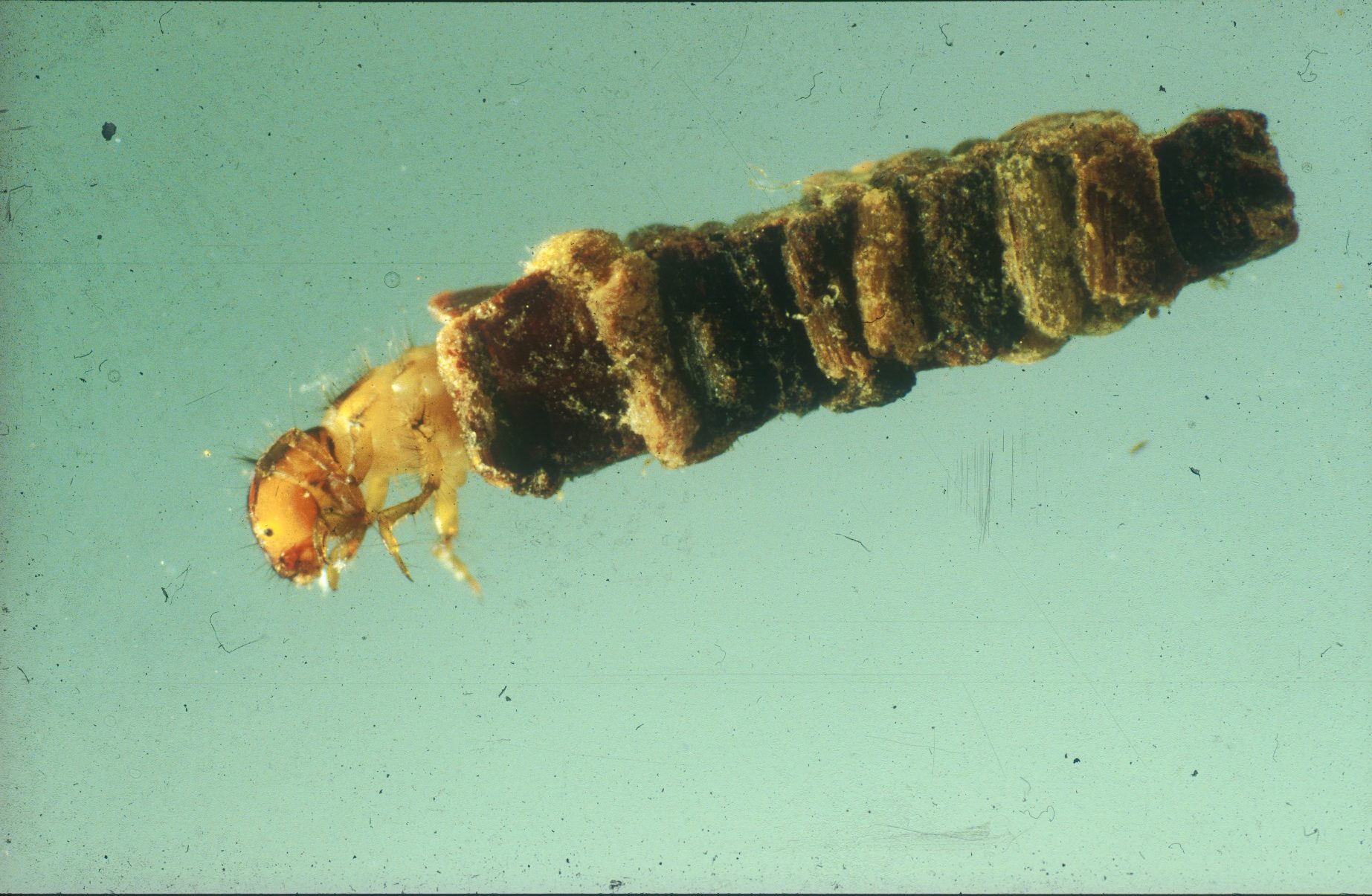 Cabinet of Freshwater Curiosities: artistic riverine insects create ...